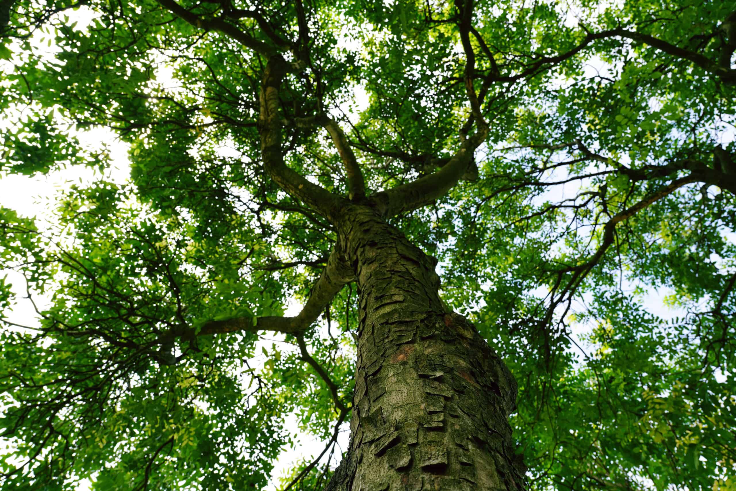 Tokenization is a catalyst for optimizing user experience, says ...